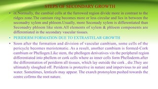 Secondary Growth in Dicot Stem & Root | PDF