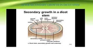 Dicot Root Secondary Growth