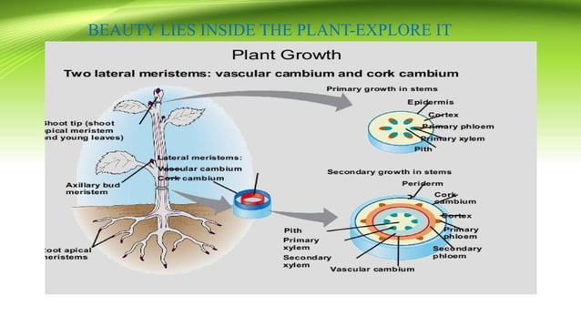 Secondary Growth in Dicot Stem & Root