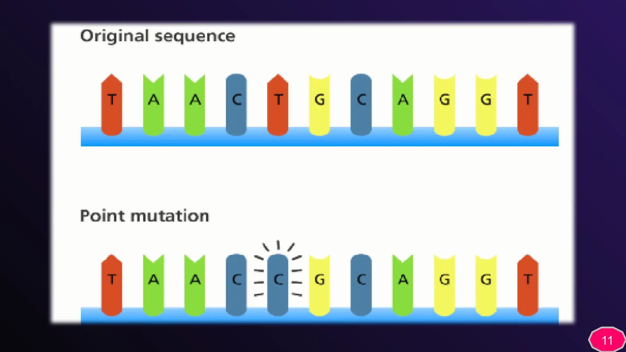 Plant Anatomy mutation types effects changing.pptx