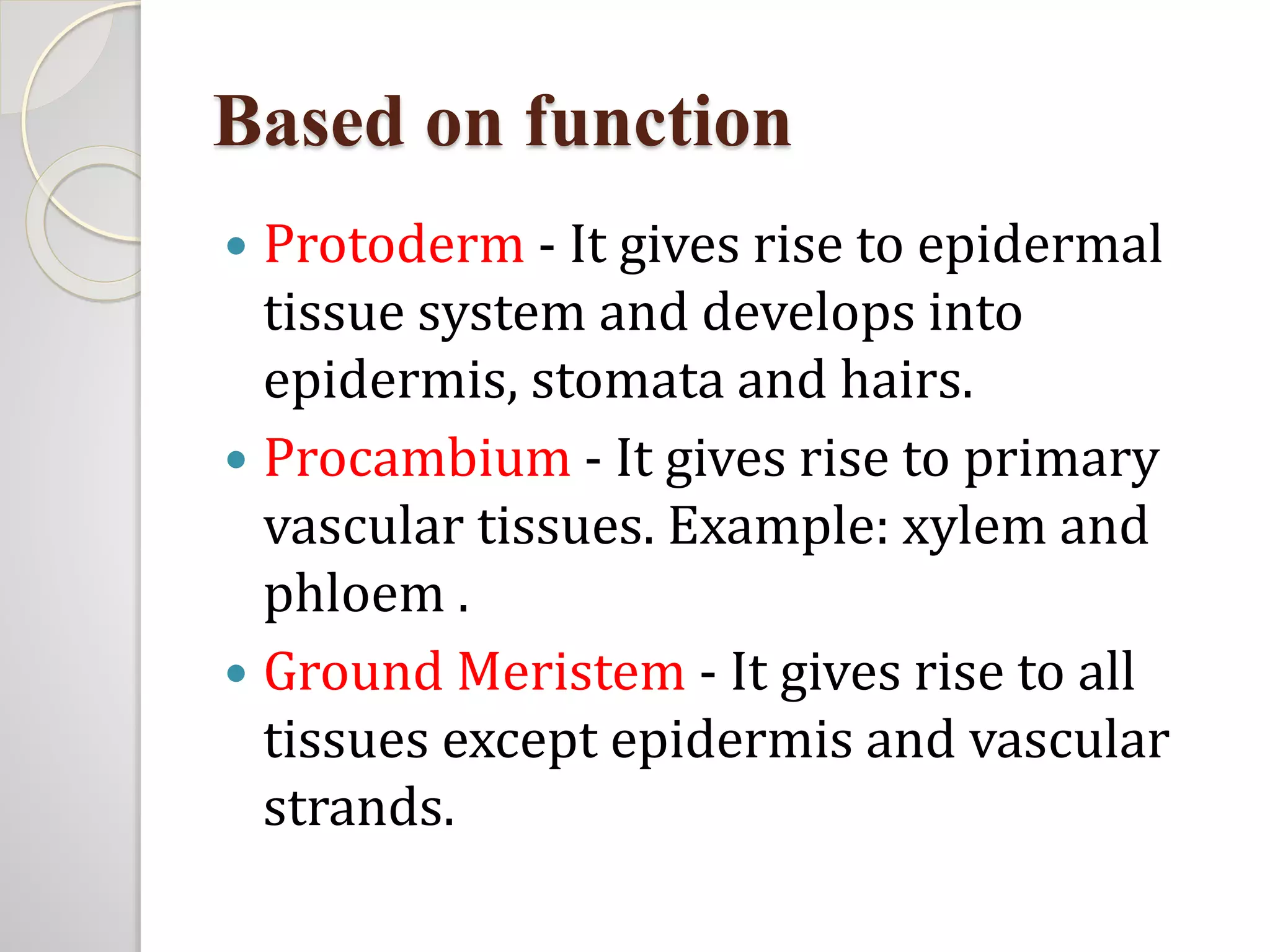 Plant anatomy 1 | PPTX