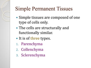 Plant anatomy 1 | PPTX | Gardening | Home & Garden
