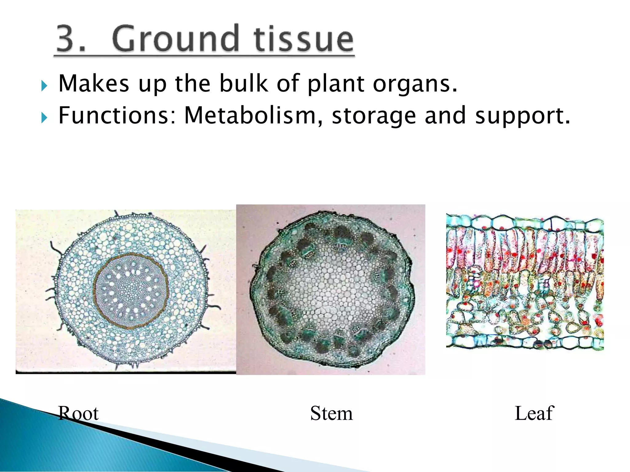 Plant anatomy-1 | PDF