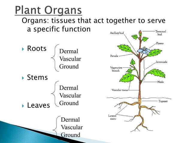Plant anatomy-1 | PPT