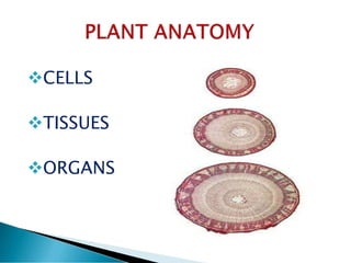 Plant anatomy-1 | PPT