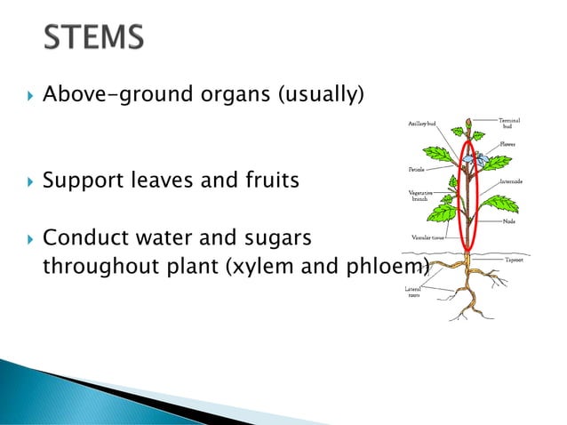 Plant anatomy-1 | PPT