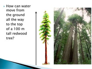 Plant anatomy-1 | PPT