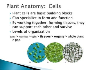Plant anatomy-1 | PPT