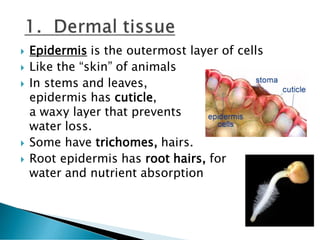 Plant anatomy-1 | PDF