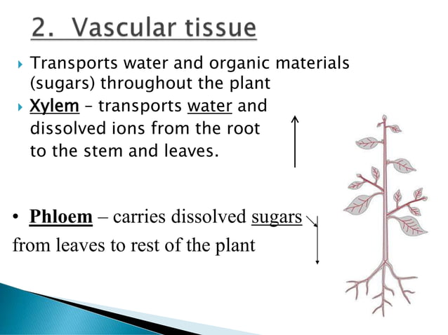 Plant anatomy-1 | PPT
