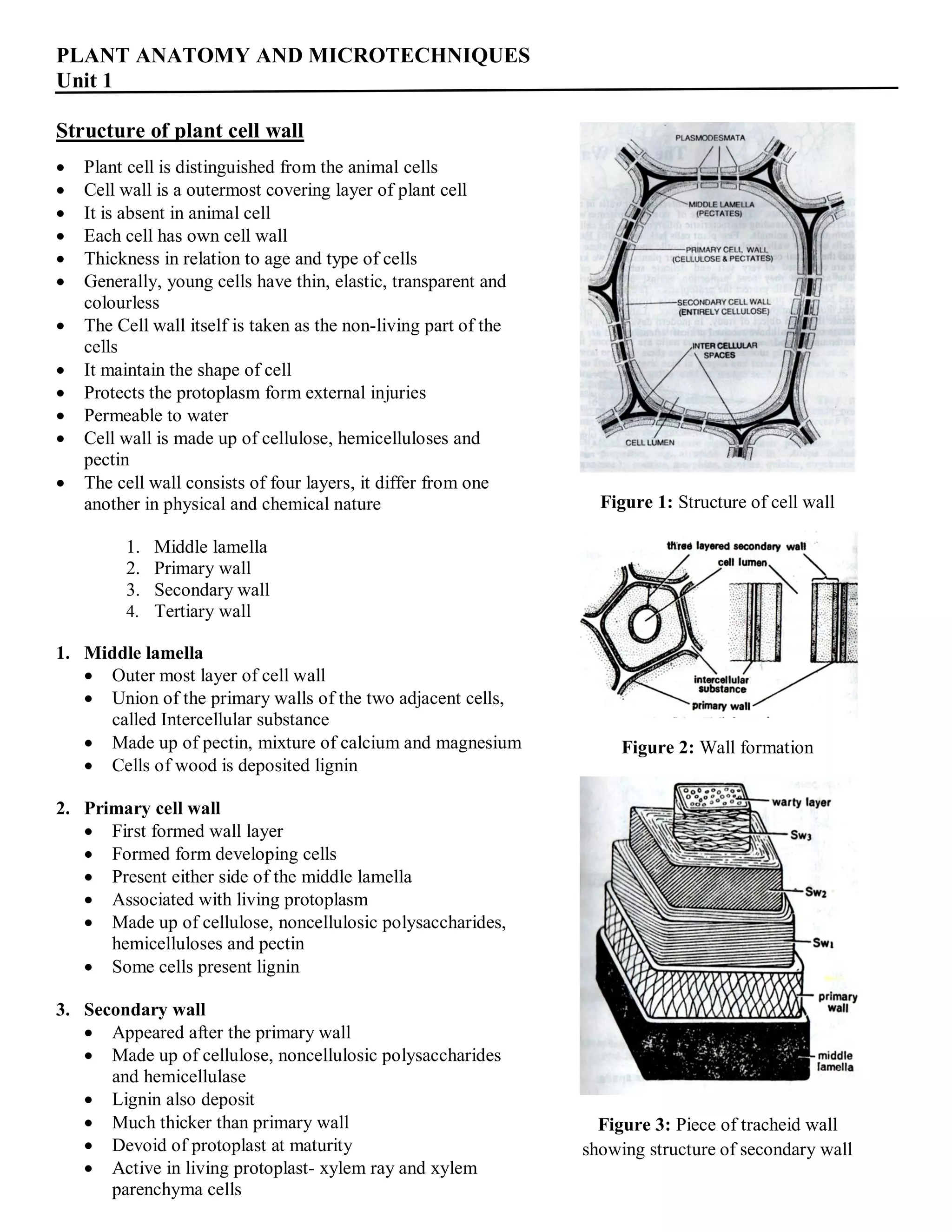 Plant Anatomy and Microtechniques | PDF