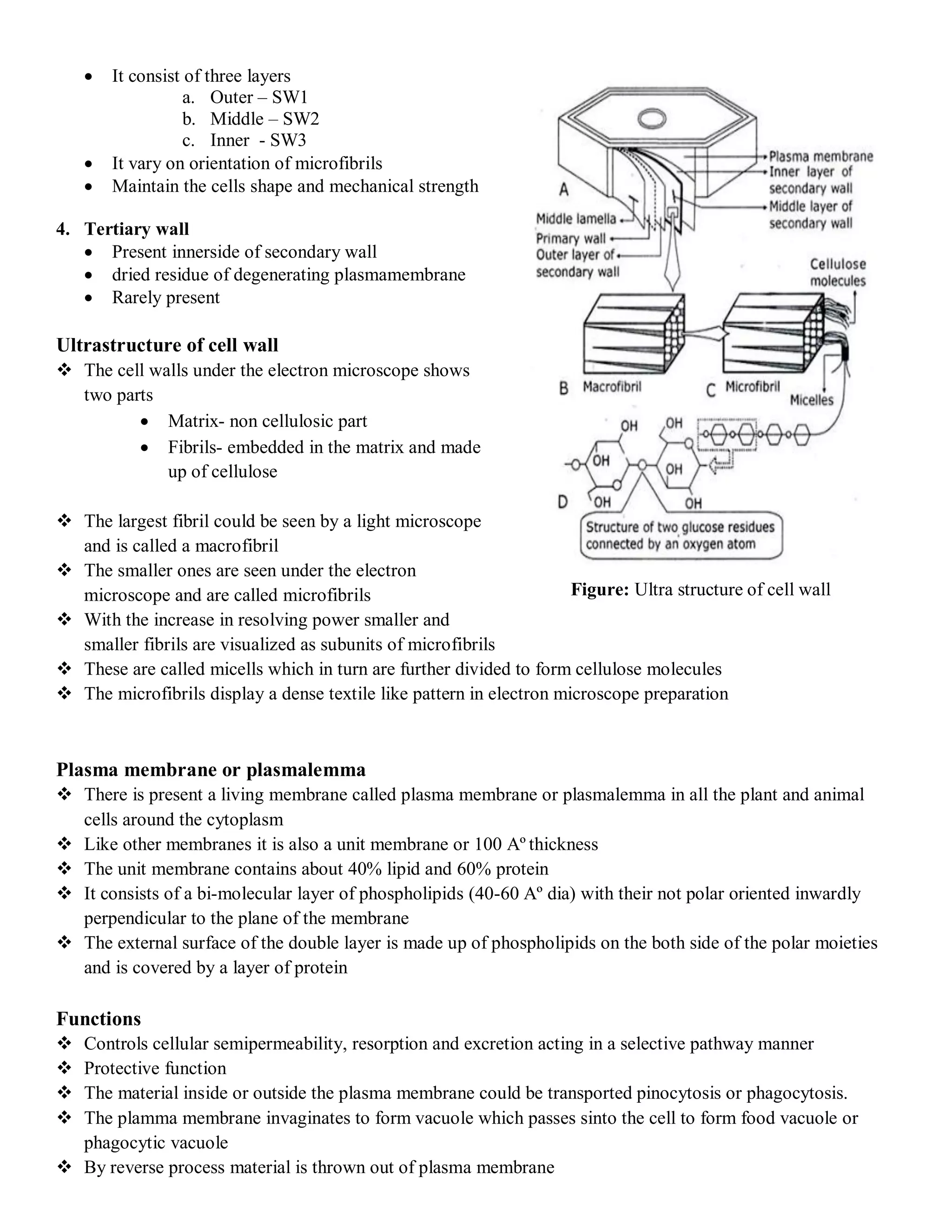 Plant Anatomy and Microtechniques | PDF