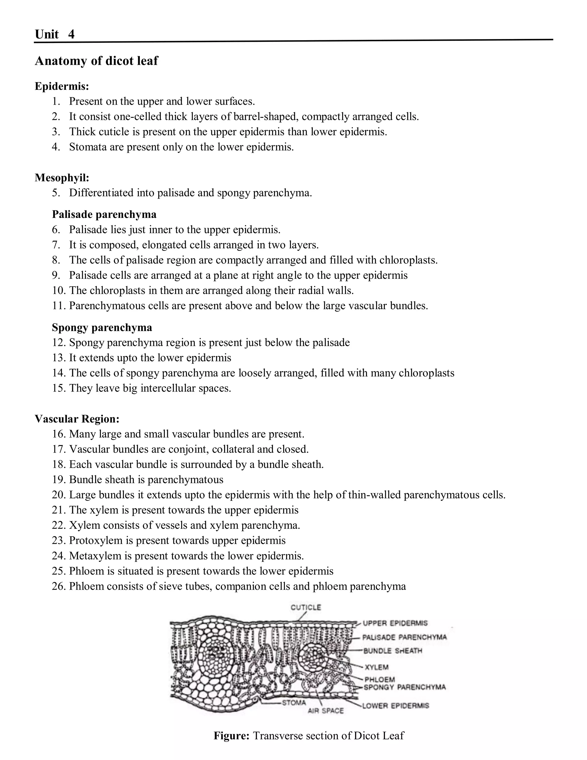 Plant Anatomy and Microtechniques | PDF