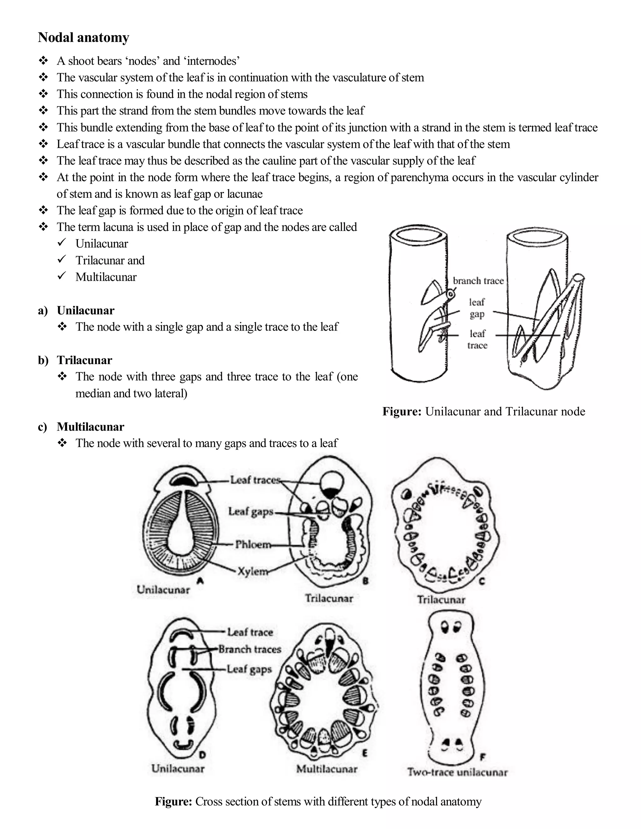 Plant Anatomy and Microtechniques | PDF