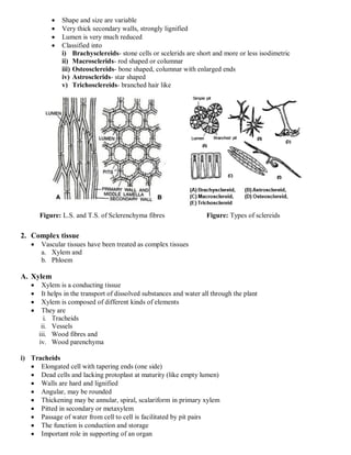 Plant Anatomy and Microtechniques | PDF