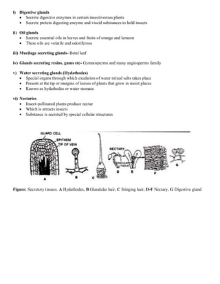 Plant Anatomy and Microtechniques | PDF