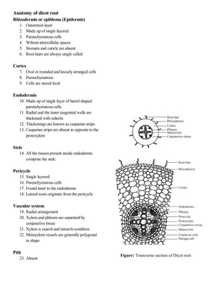 Plant Anatomy and Microtechniques | PDF