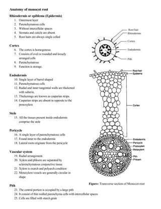 Plant Anatomy and Microtechniques | PDF
