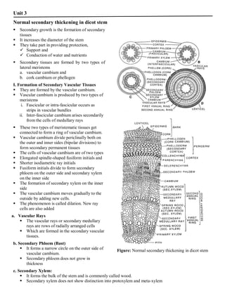 Plant Anatomy and Microtechniques | PDF