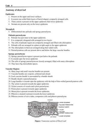 Plant Anatomy and Microtechniques | PDF