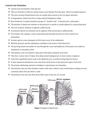 Plant Anatomy and Microtechniques | PDF