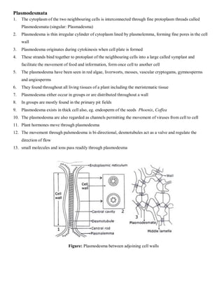 Plant Anatomy and Microtechniques | PDF