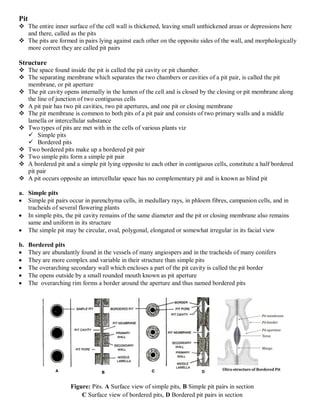 Plant Anatomy and Microtechniques | PDF