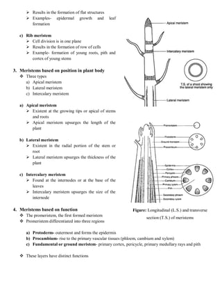 Plant Anatomy and Microtechniques | PDF