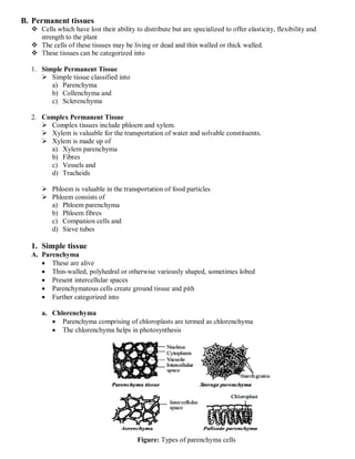 Plant Anatomy and Microtechniques | PDF