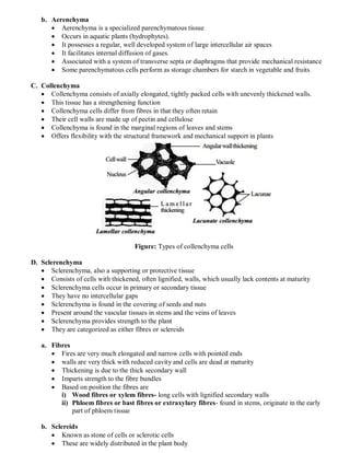 Plant Anatomy and Microtechniques | PDF