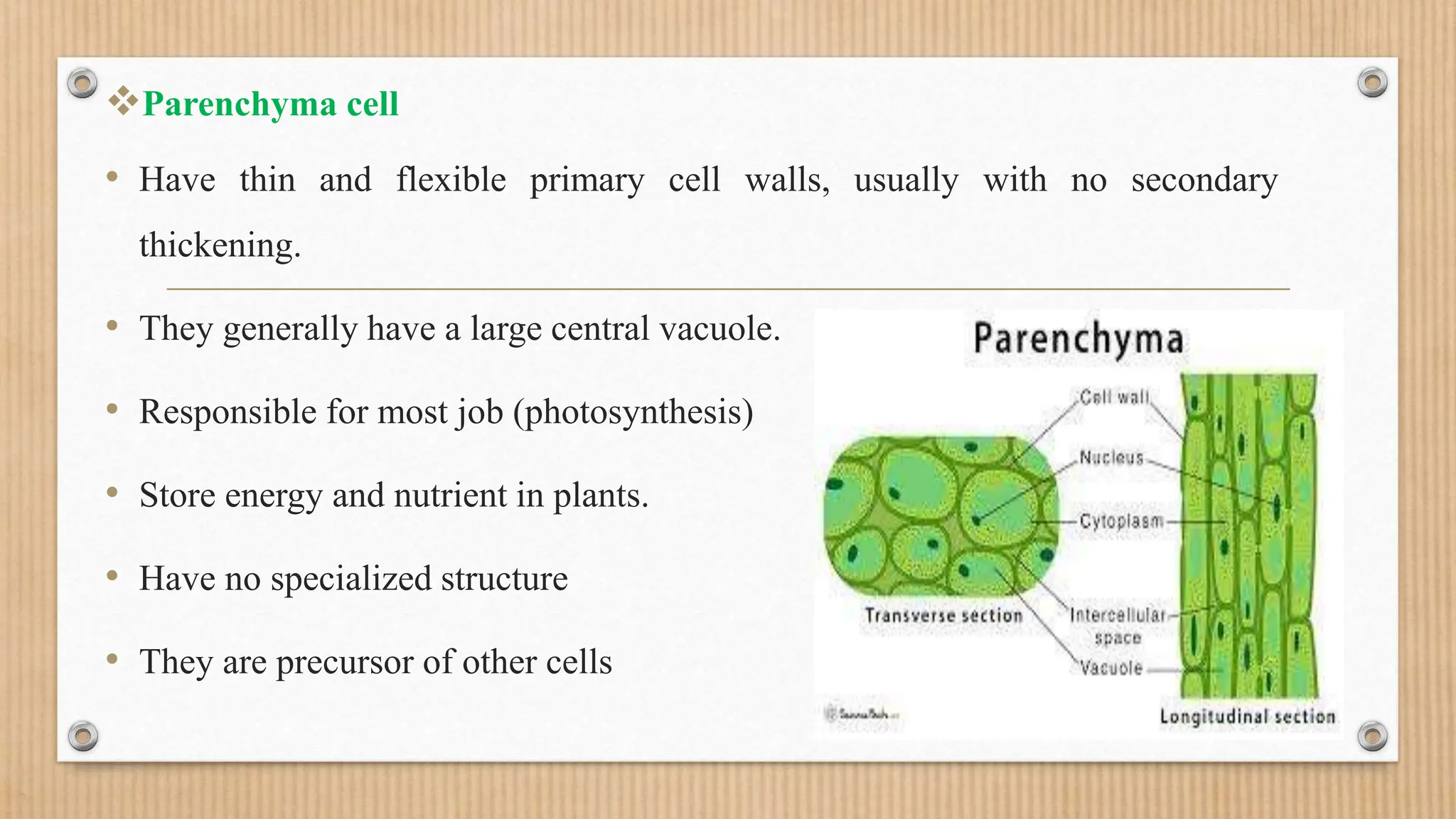 Plant anatomy and physiology.pptx | Gardening | Home & Garden