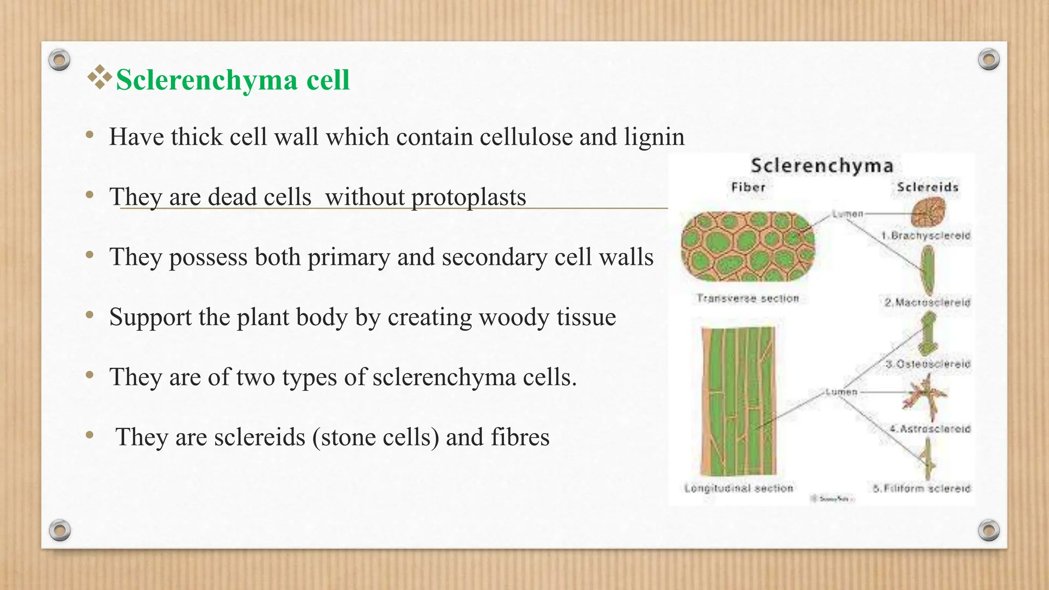 Plant anatomy and physiology.pptx | Gardening | Home & Garden