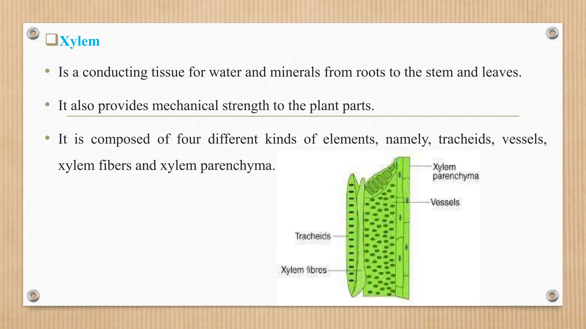 Plant anatomy and physiology.pptx | Gardening | Home & Garden