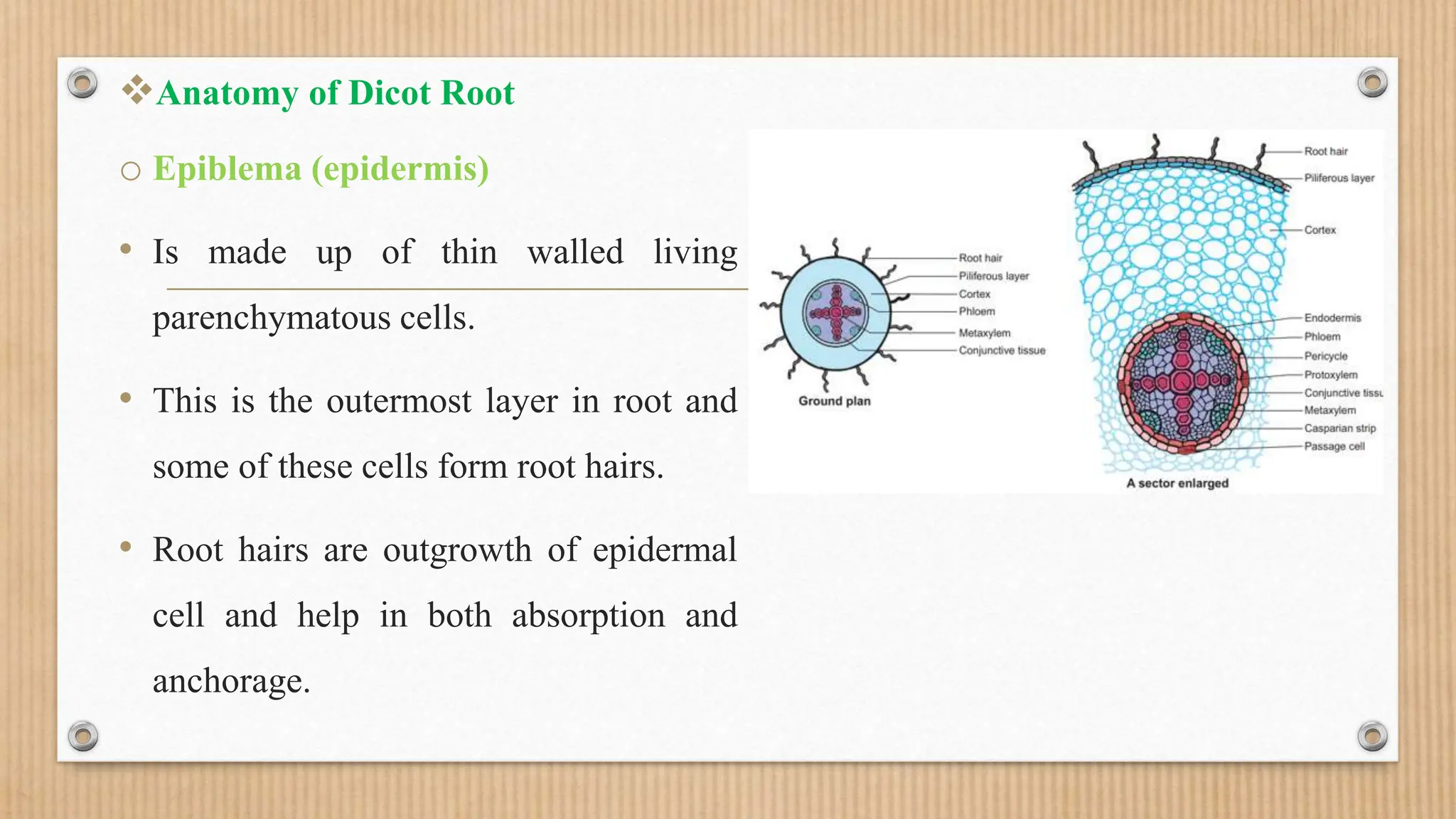 Plant anatomy and physiology.pptx | Gardening | Home & Garden