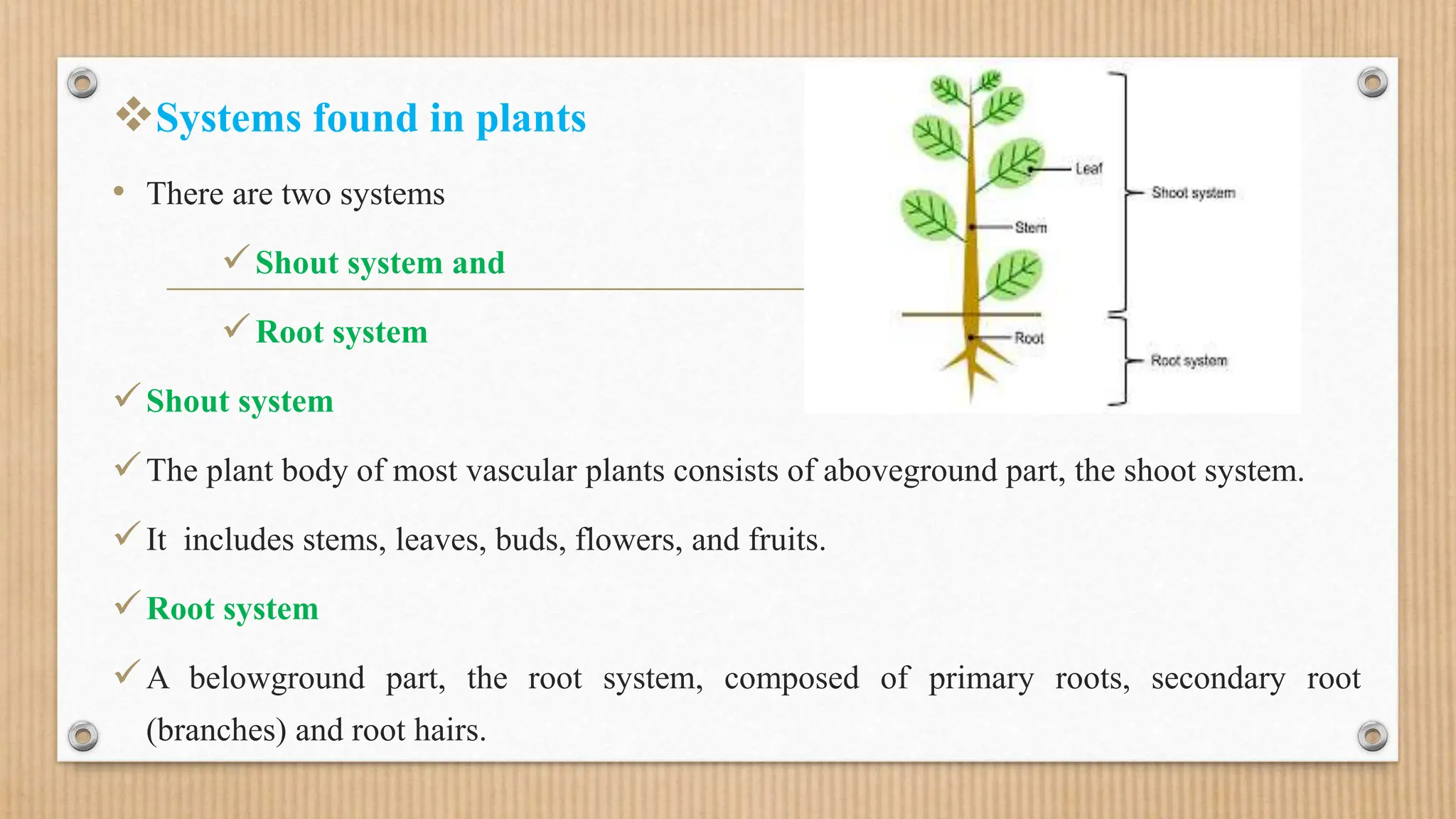 Plant anatomy and physiology.pptx | Gardening | Home & Garden