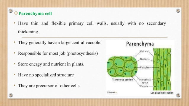 Plant anatomy and physiology.pptx | Gardening | Home & Garden
