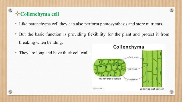 Plant anatomy and physiology.pptx | Gardening | Home & Garden