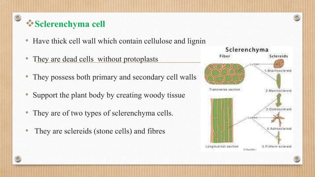 Plant anatomy and physiology.pptx | Gardening | Home & Garden