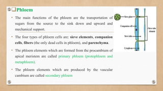 Plant anatomy and physiology.pptx