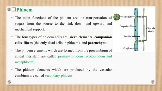 Plant anatomy and physiology.pptx | Gardening | Home & Garden