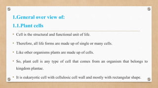 Plant anatomy and physiology.pptx
