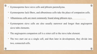 Plant anatomy and physiology.pptx