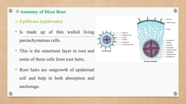 Plant anatomy and physiology.pptx | Gardening | Home & Garden