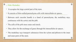 Plant anatomy and physiology.pptx