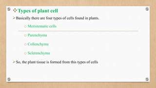 Plant anatomy and physiology.pptx