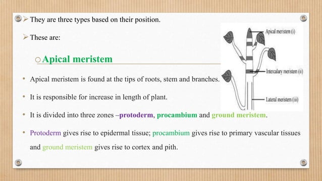 Plant anatomy and physiology.pptx | Gardening | Home & Garden