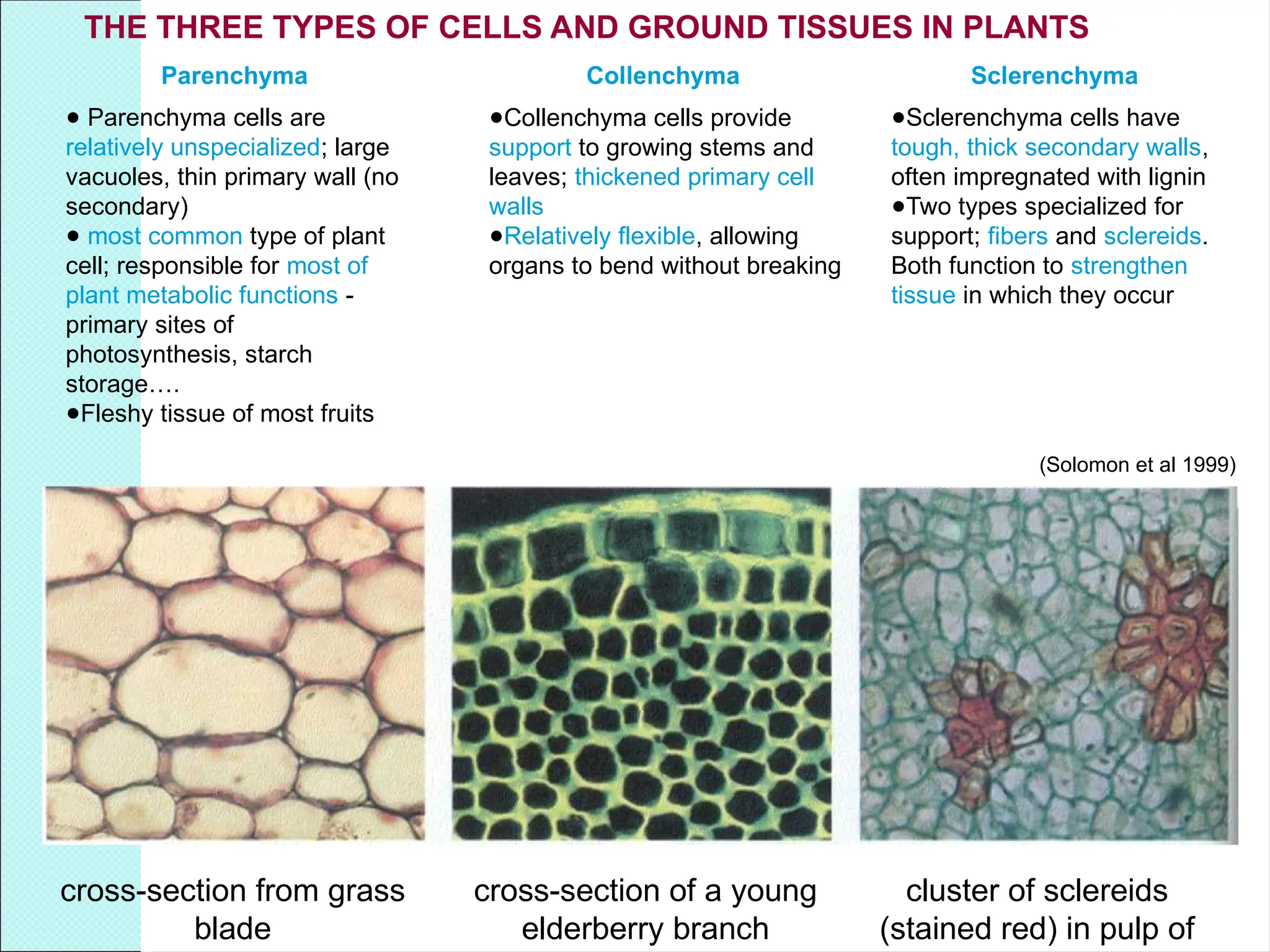 PLANT ANATOMY AND PHYSIOLOGY BODY ORGANIZATION AND FUNCTION.ppt.pptx