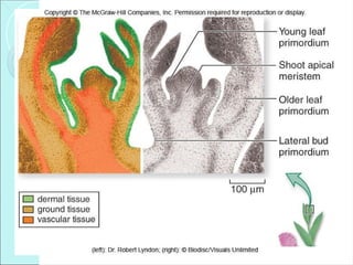 PLANT ANATOMY AND PHYSIOLOGY BODY ORGANIZATION AND FUNCTION.ppt.pptx
