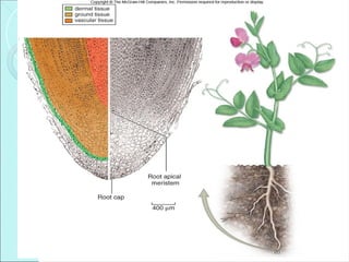 PLANT ANATOMY AND PHYSIOLOGY BODY ORGANIZATION AND FUNCTION.ppt.pptx