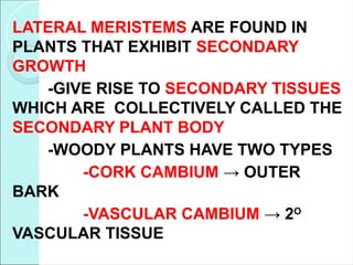 PLANT ANATOMY AND PHYSIOLOGY BODY ORGANIZATION AND FUNCTION.ppt.pptx